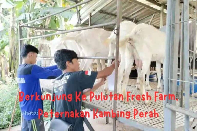 √ Berkunjung Ke Pulutan Fresh Farm, Peternakan Kambing Perah | lihat di ...